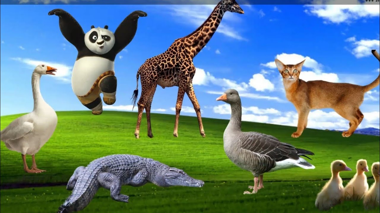 Geese in the wild and at home. Sounds of geese and their habits - YouTube