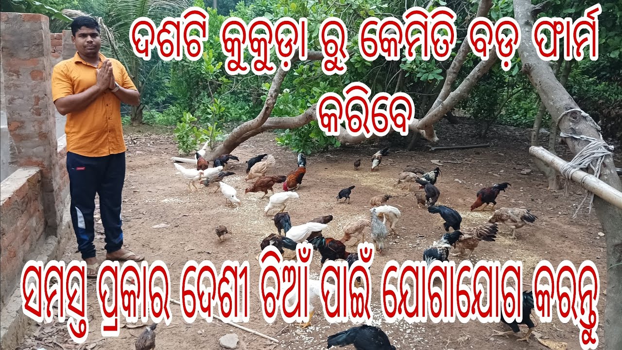 ଦଶଟି କୁକୁଡ଼ା ରୁ କେମିତି ବଡ଼ ଫାର୍ମ କରିବେ // Papu Desi Kukuda Farm - YouTube