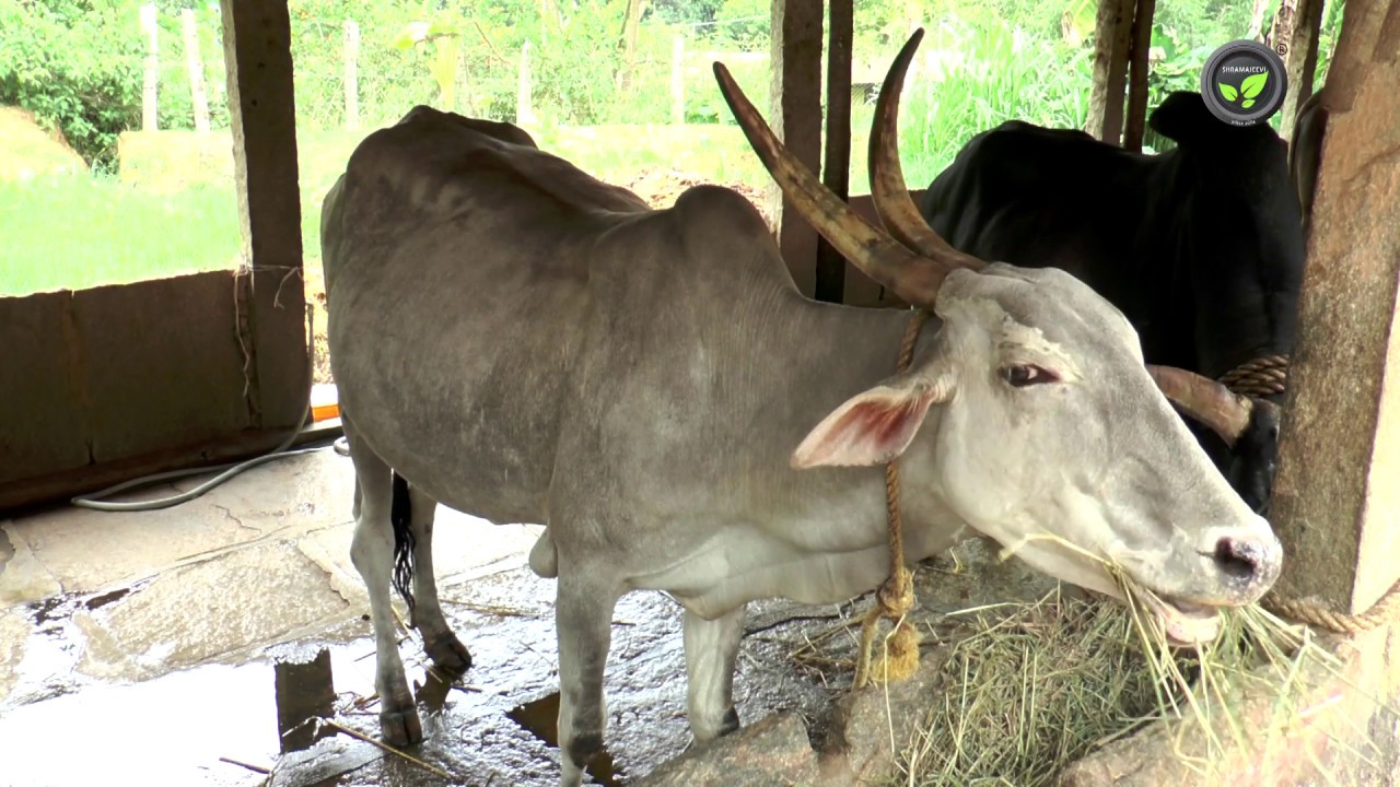 Indian Desi Cow Breed Hallikar YouTube indian-desi-cow-breed-hallikar-youtube