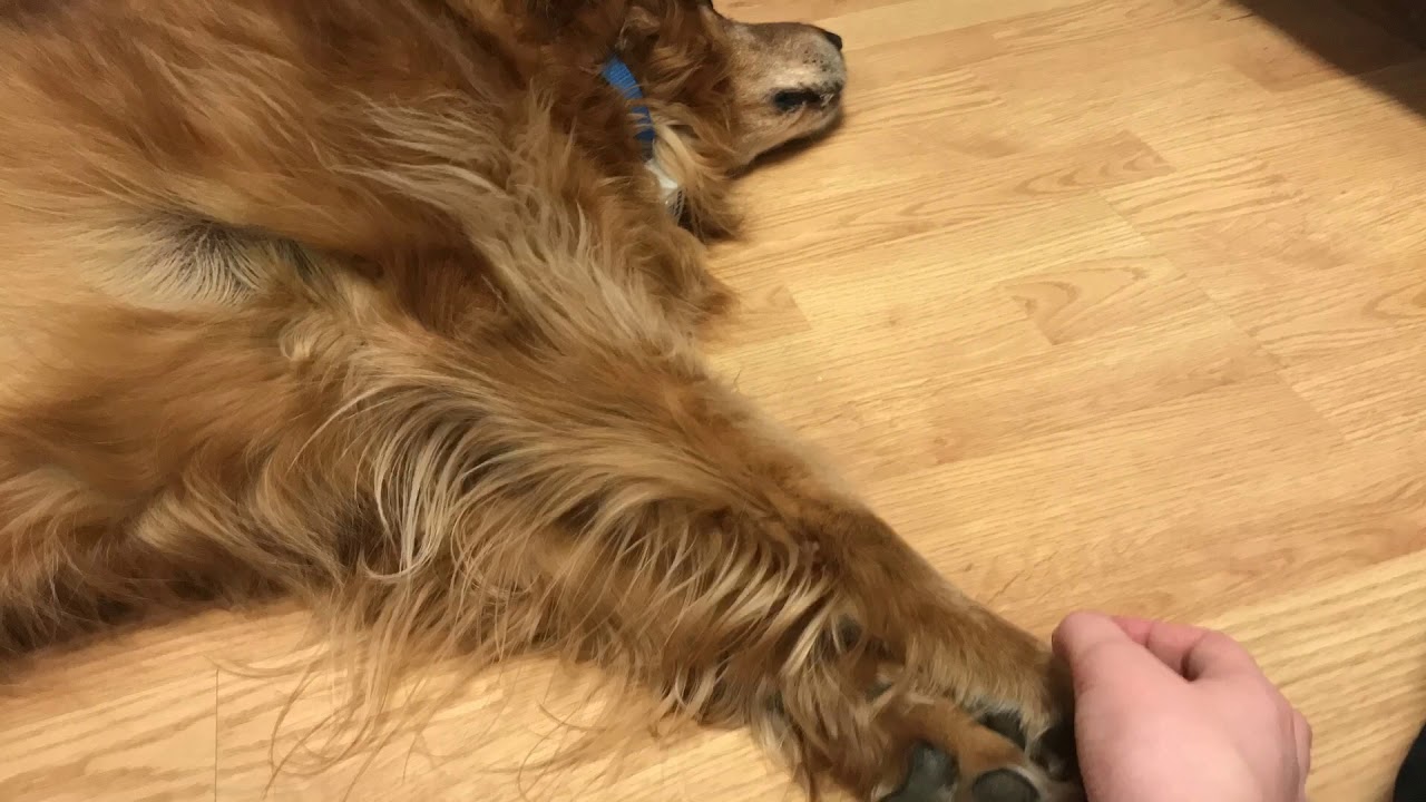 dog + stop motion = random movement - YouTube