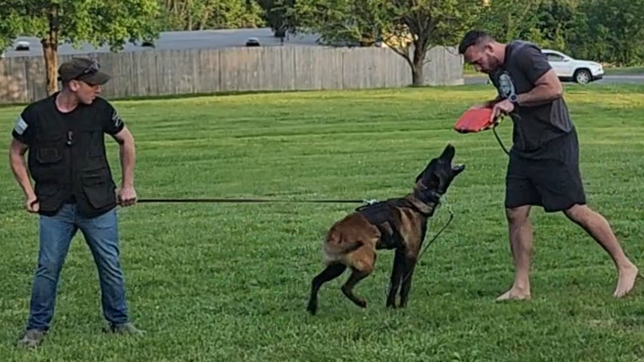 9 Month Old Belgian Malinois Puppy Foundational Bite Work |'FULL METAL ...