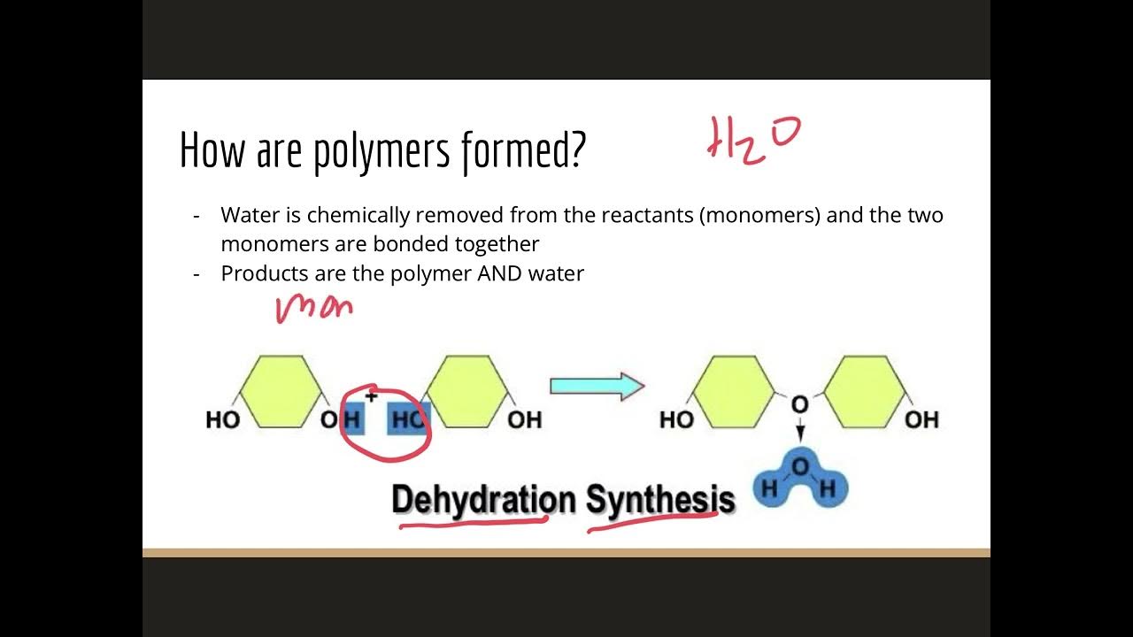 Dehydration Synthesis & Hydrolysis Notes ENGLISH - YouTube