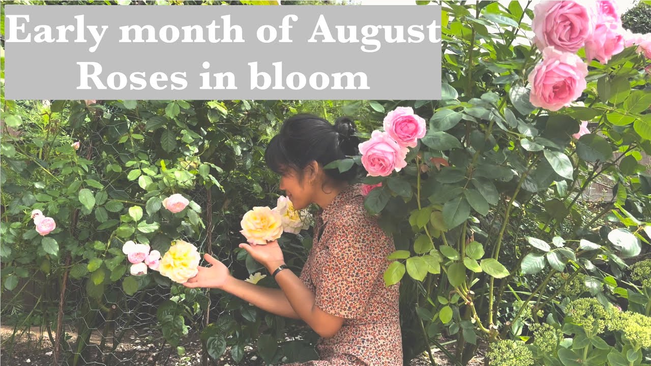 My Garden Diary | Early month of August: roses in bloom and Greenhouse ...