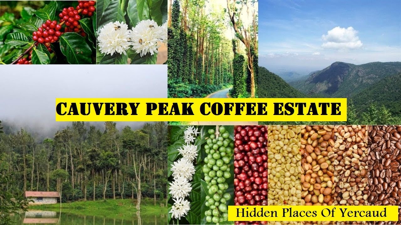 Hidden tourist places in Yercaud | Cauvery peak coffee Estate | Yercaud ...
