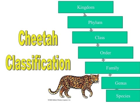 Classification - YouTube