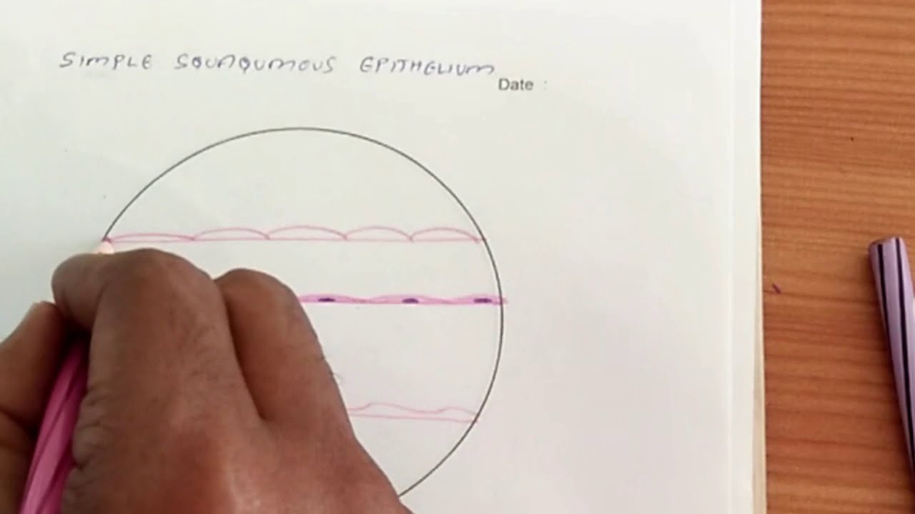 SIMPLE AND RIGHT WAY TO DRAW SIMPLE SQUAMOUS EPITHELIA - YouTube