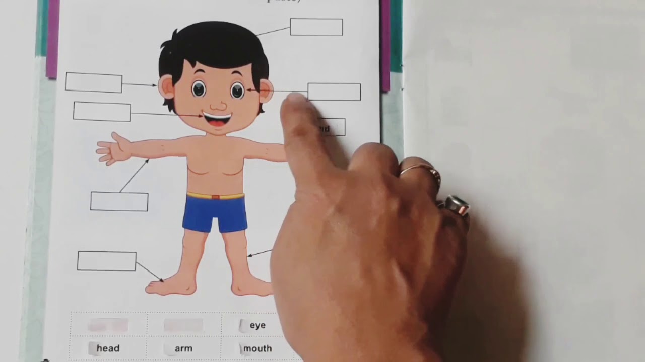 Body Parts Cut And Paste Exercise Of Textbook By Hiral Teacher For Sr body-parts-cut-and-paste-exercise-of-textbook-by-hiral-teacher-for-sr