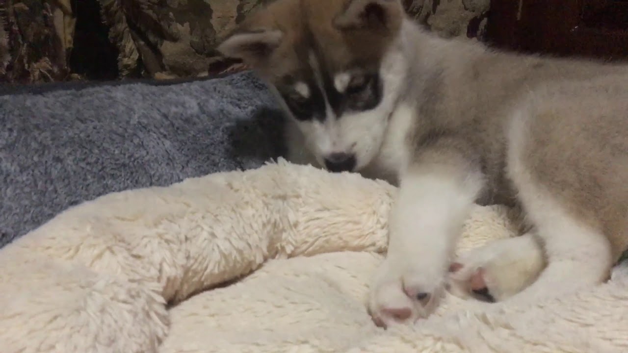Introducing our new puppy Levi 2 months old Serbian Husky Diesels ...