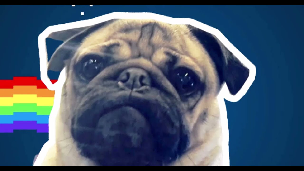 Nyan Pug - YouTube