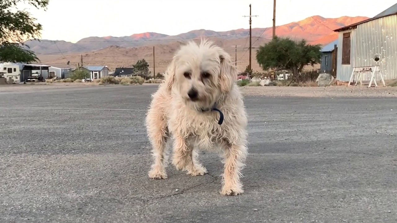 Downtown Darwin Dog Days - YouTube