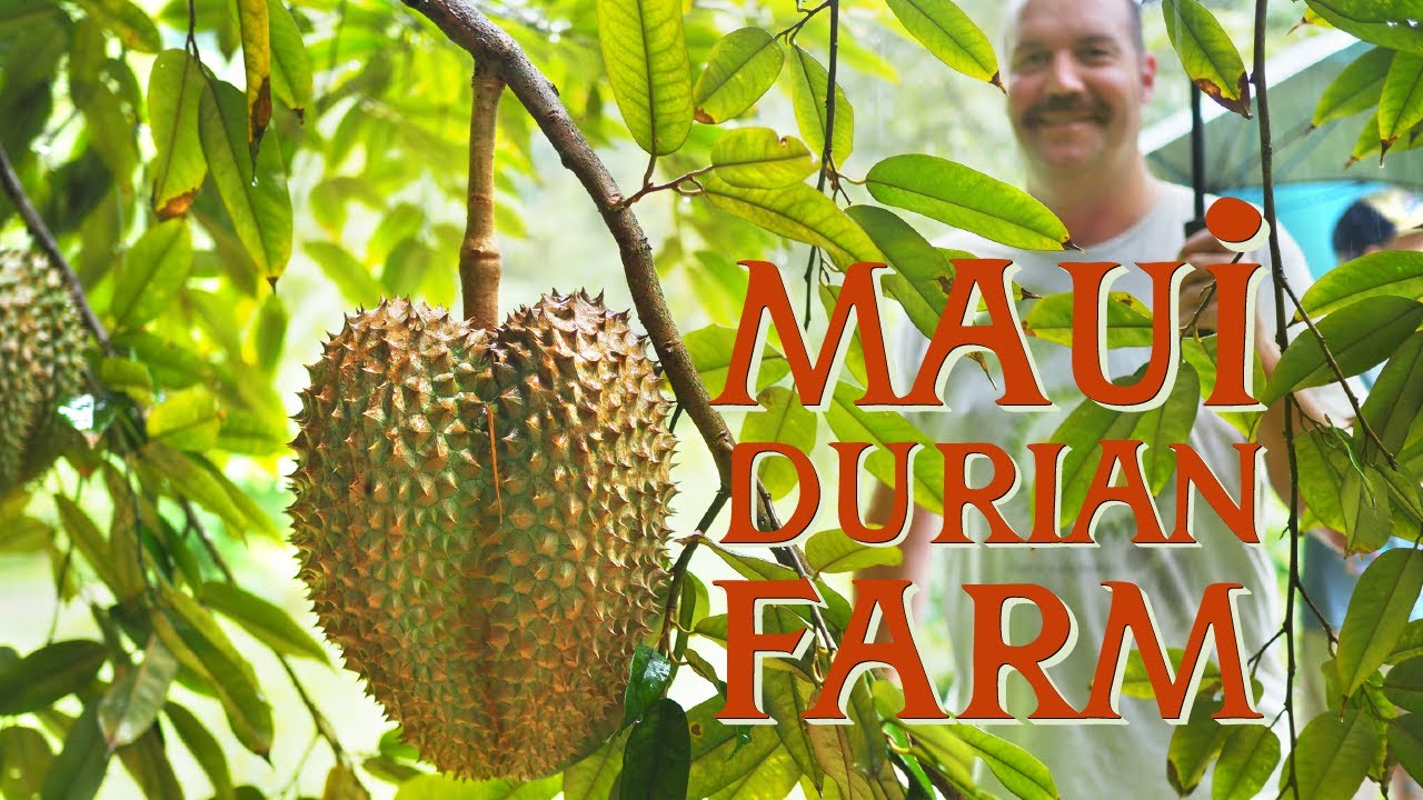 Maui Durian Farm Tour - YouTube