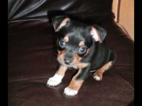 Grimo, cachorro ratonero - YouTube