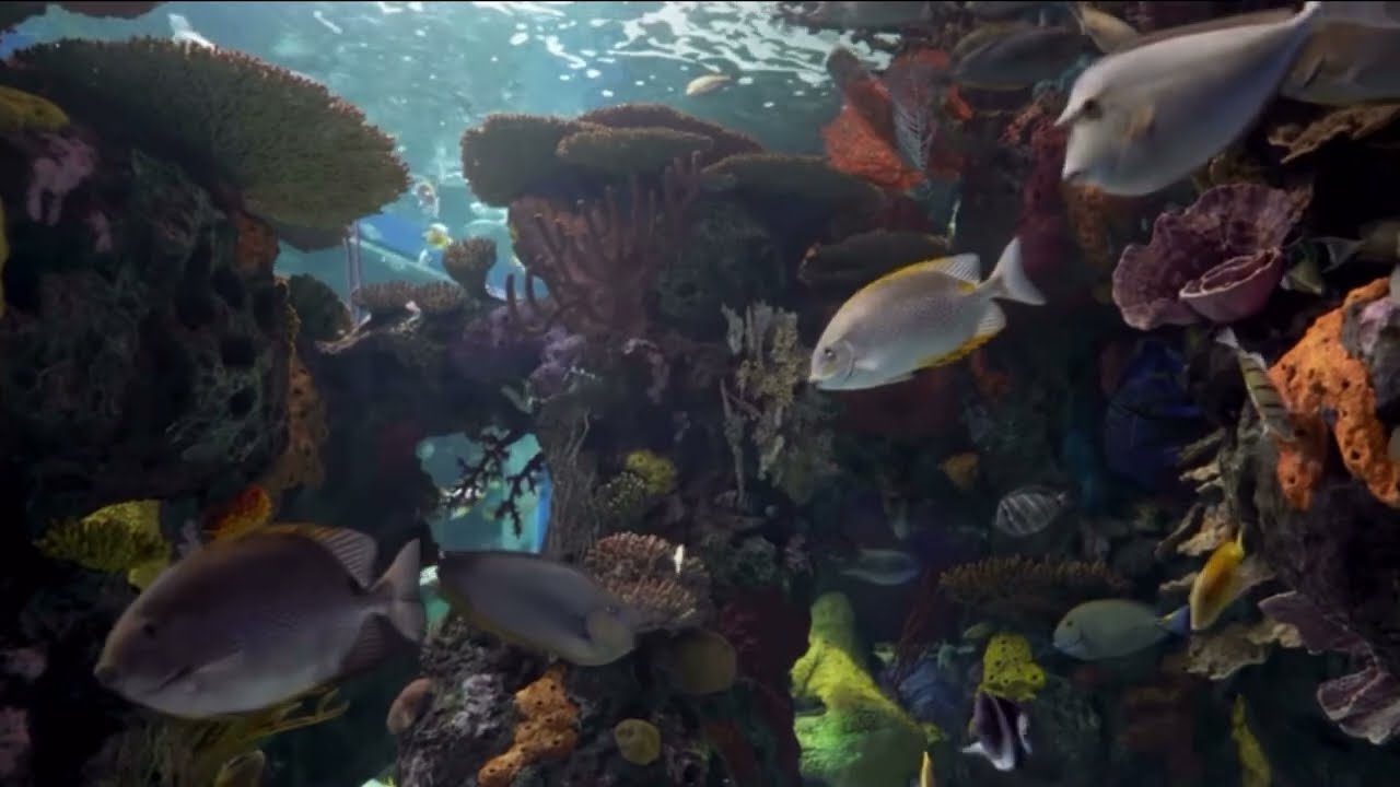 Aquarium 4K VIDEO HD Beautiful Coral Reef Fish - Forget-Pogo TikTok top ...