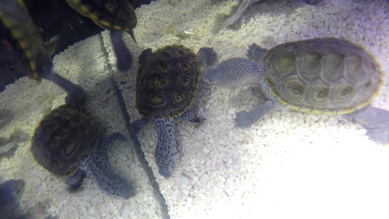 malaclemys terrapin eating fish - YouTube