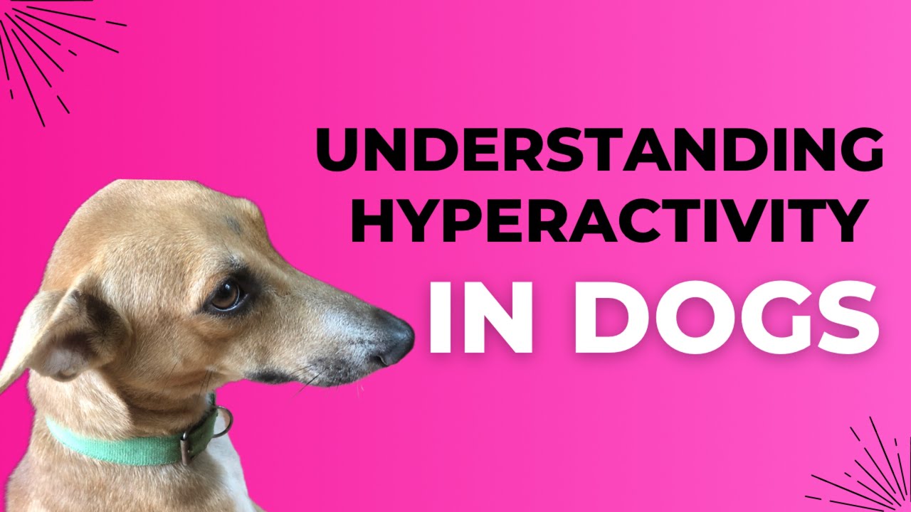 Understanding hyperactivity in Dogs | ADHD Corner | - YouTube