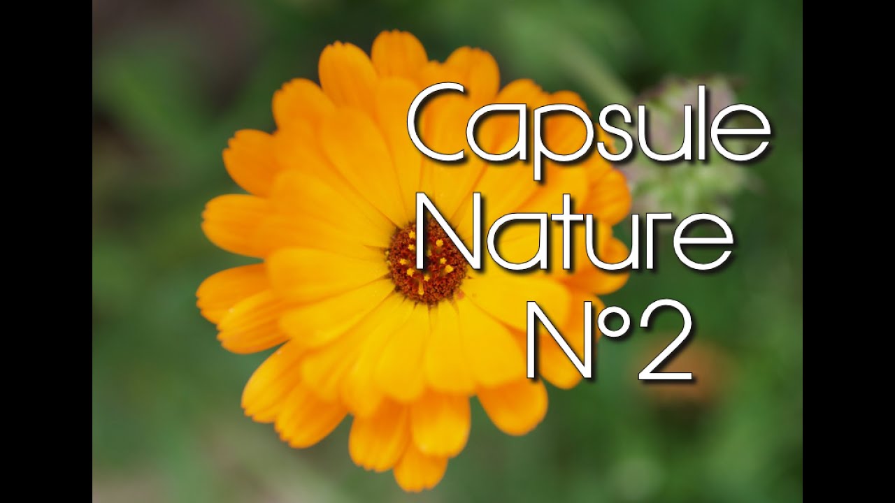 CAPSULE NATURE N°2 - YouTube