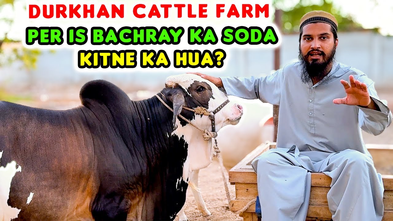 250K Price RANGE begins | EXACT SODA Price | Durkhan Cattle Farm ...