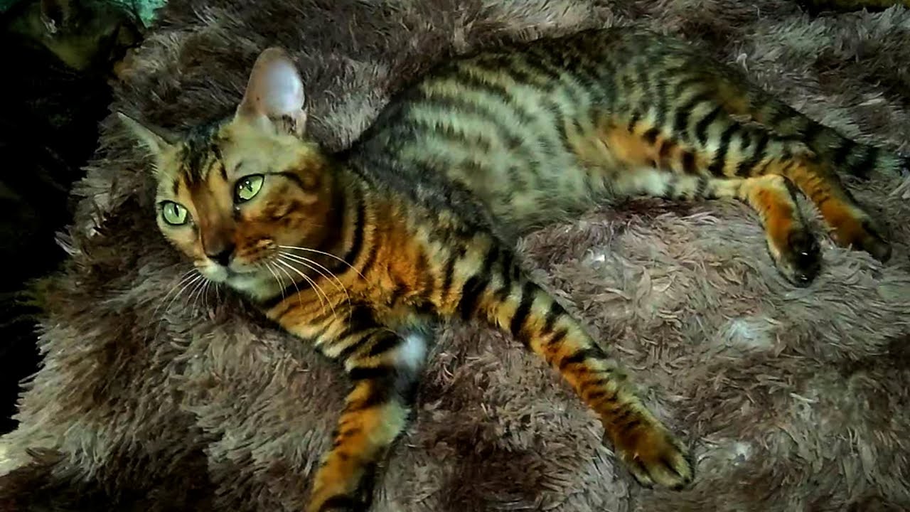 Bengal Cat - Character and Characteristics | LOVING AND PASSIVE? - YouTube