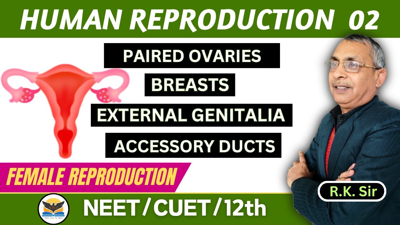 Female Reproduction | Paired ovaries | Breast | External Genitalia ...