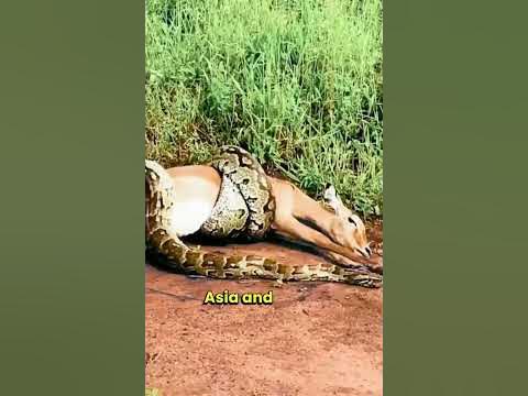 Anaconda vs. Python: Unraveling the Differences #nature #wildlife# ...