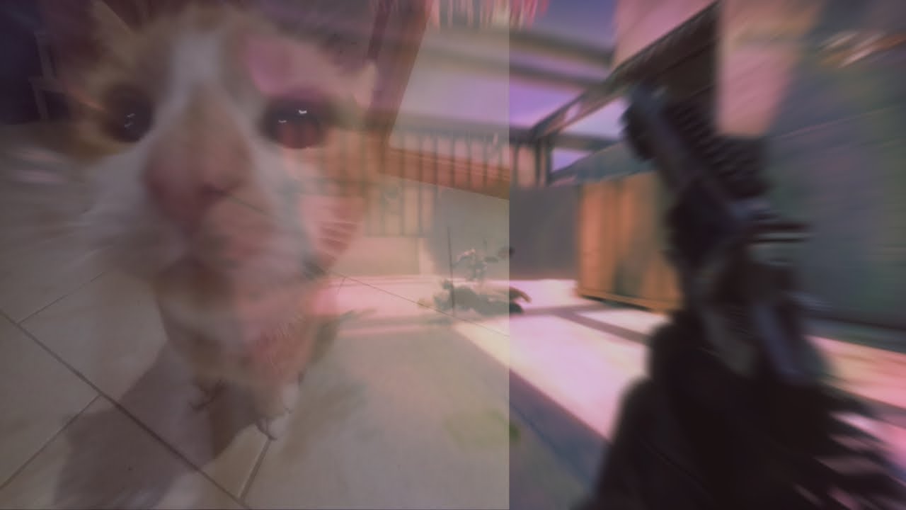 CSGO CAT EDIT 🐱 - YouTube