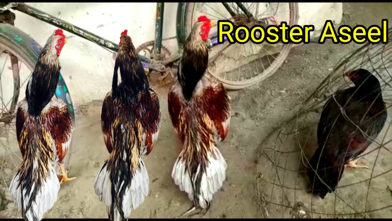 Rooster Aseel murga || Mianwali Aseel Murga ||Rooster Fight Club - YouTube