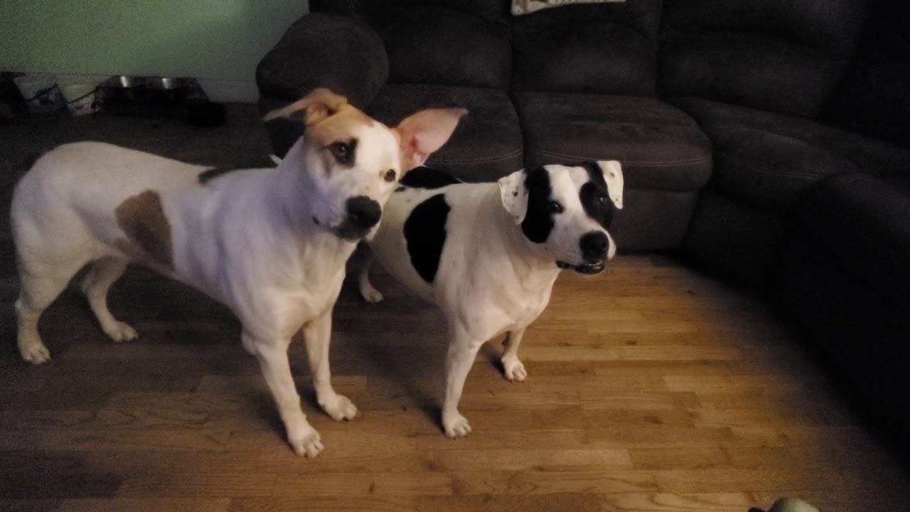 Funny dog reactions - YouTube