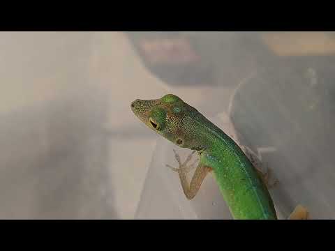 Pár Anolis roquet summus