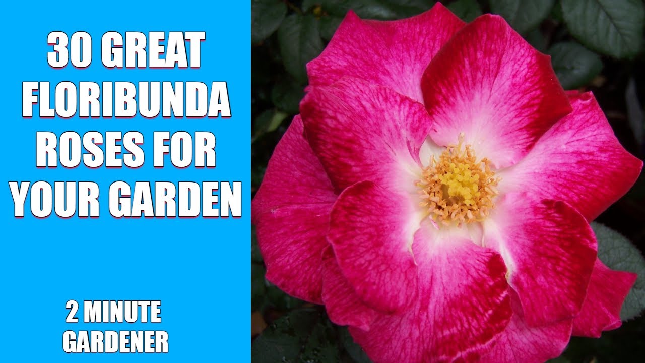 30 Great Floribunda Roses for Your Garden - YouTube