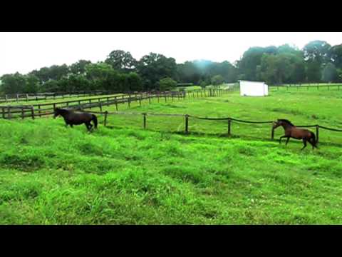 Touching Wild Horses