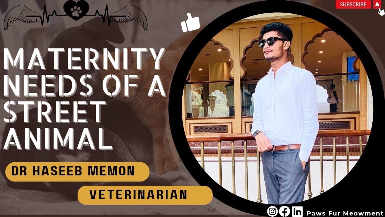 Maternity needs of a street animal | Dr. Haseeb Memon | #pawsfurmeowment #animalsrights #animals ...