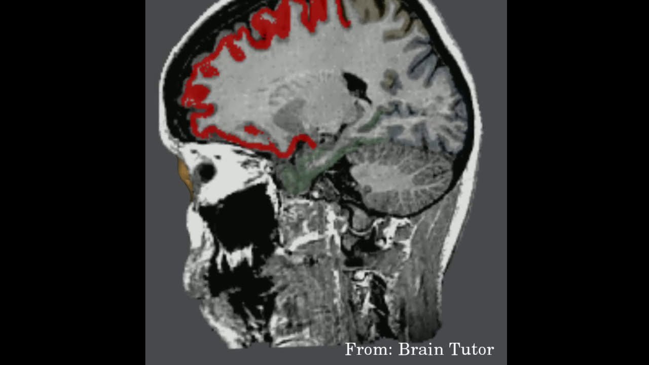 Frontal Lobe, Orbital gyri, from BrainTutor - YouTube