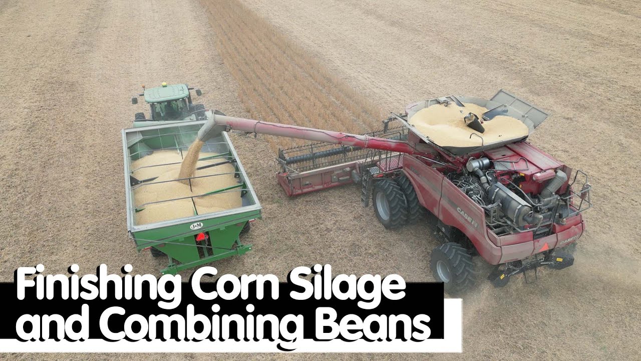 Finishing Corn Silage and Combining Beans - YouTube