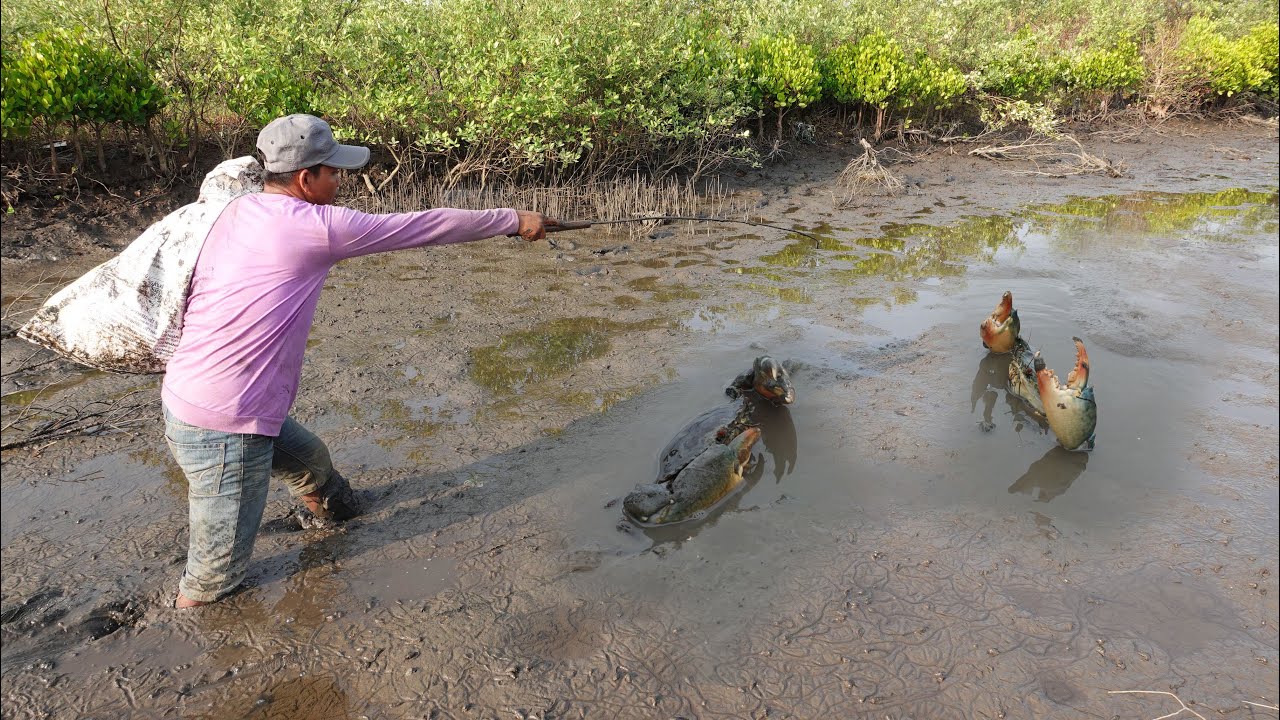 Swamp Adventure - Catching Giant Mud Crabs at Swamp after Water Low ...