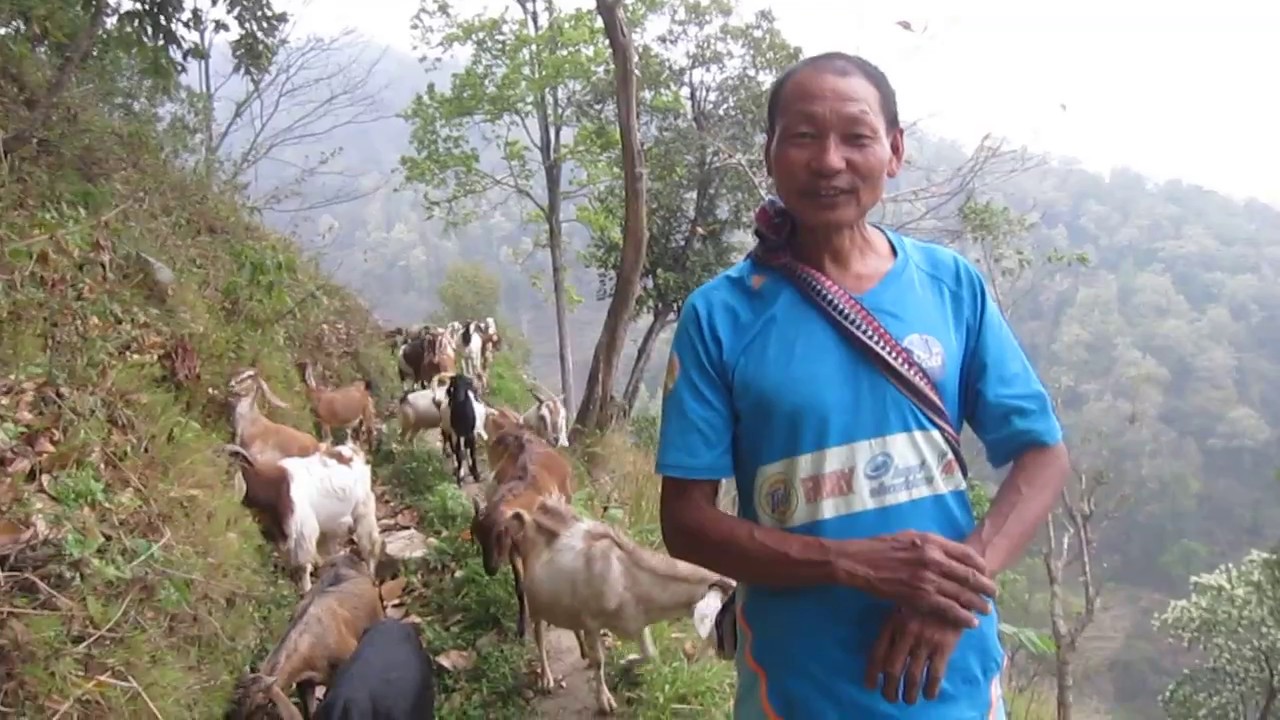 Goat Farming In Nepal ( नेपालमा बाख्रा पालन ) - YouTube
