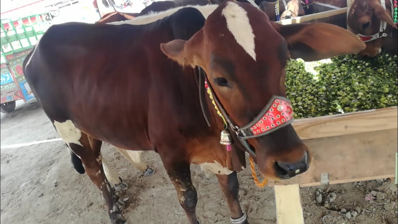 Cow Farming In Pakistan - YouTube