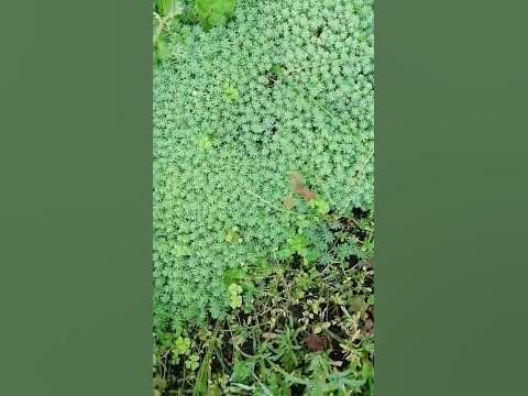 Очиток испанский, мкр.Шилово, г.Воронеж, 21.07.2023 года - YouTube