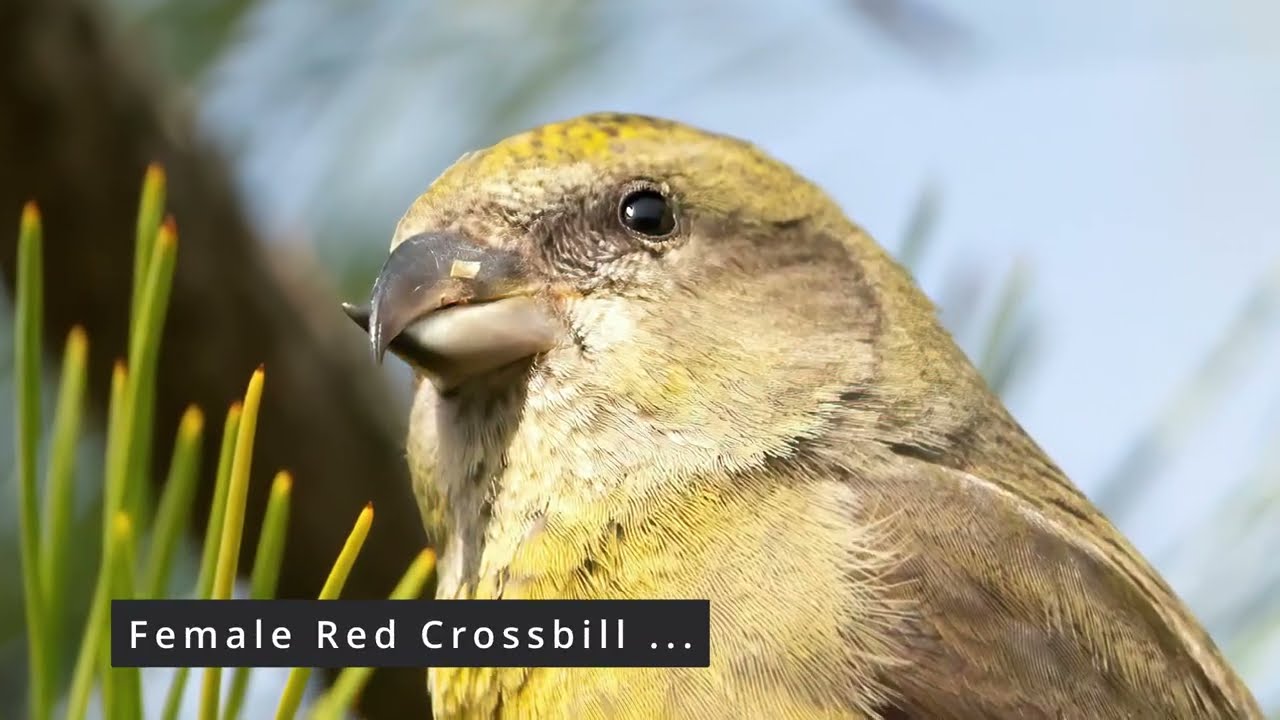 Red Crossbill Beaks are well adapted to eat pine seeds and move about ...