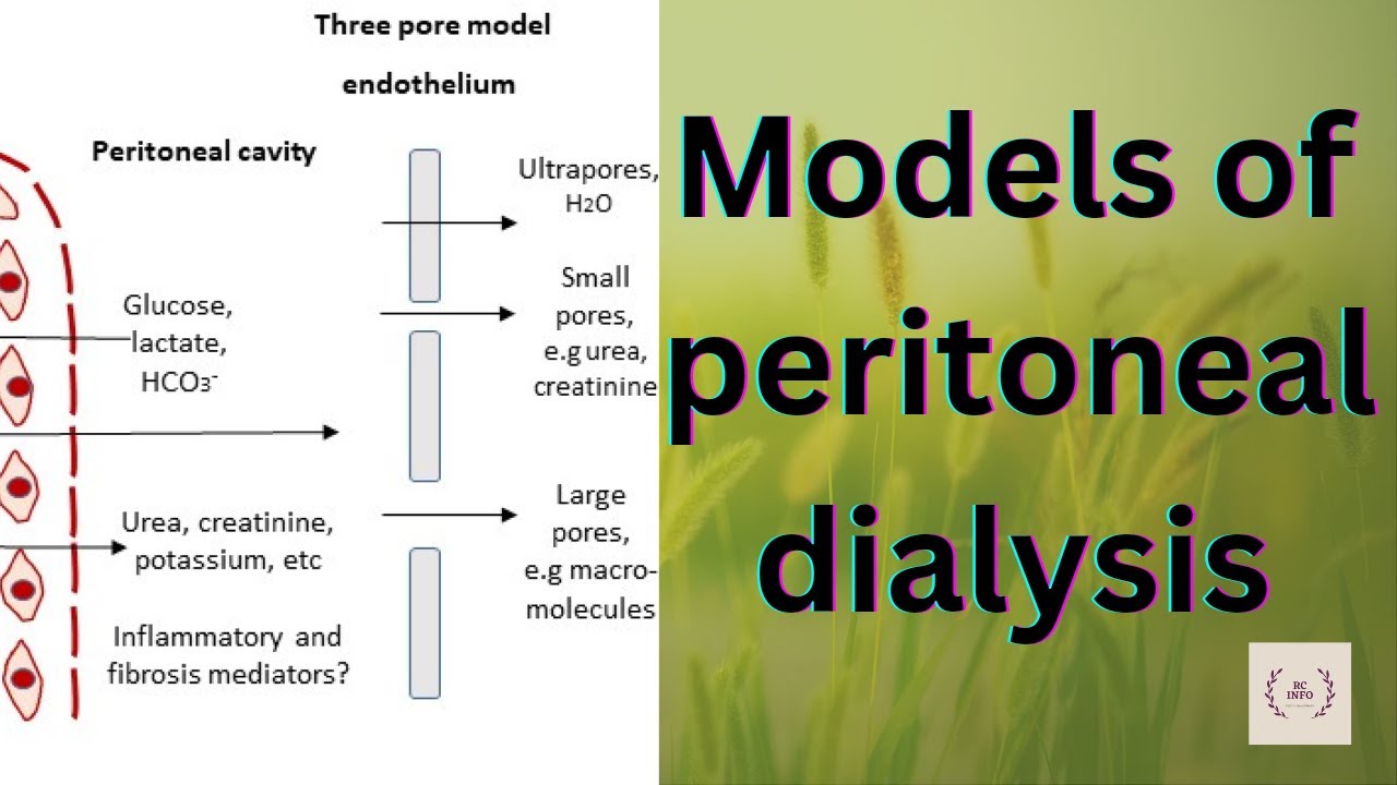 Models of peritoneum membrane/Models of peritoneal dialysis/Models of ...