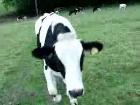 Cow Attack Part 2 - YouTube