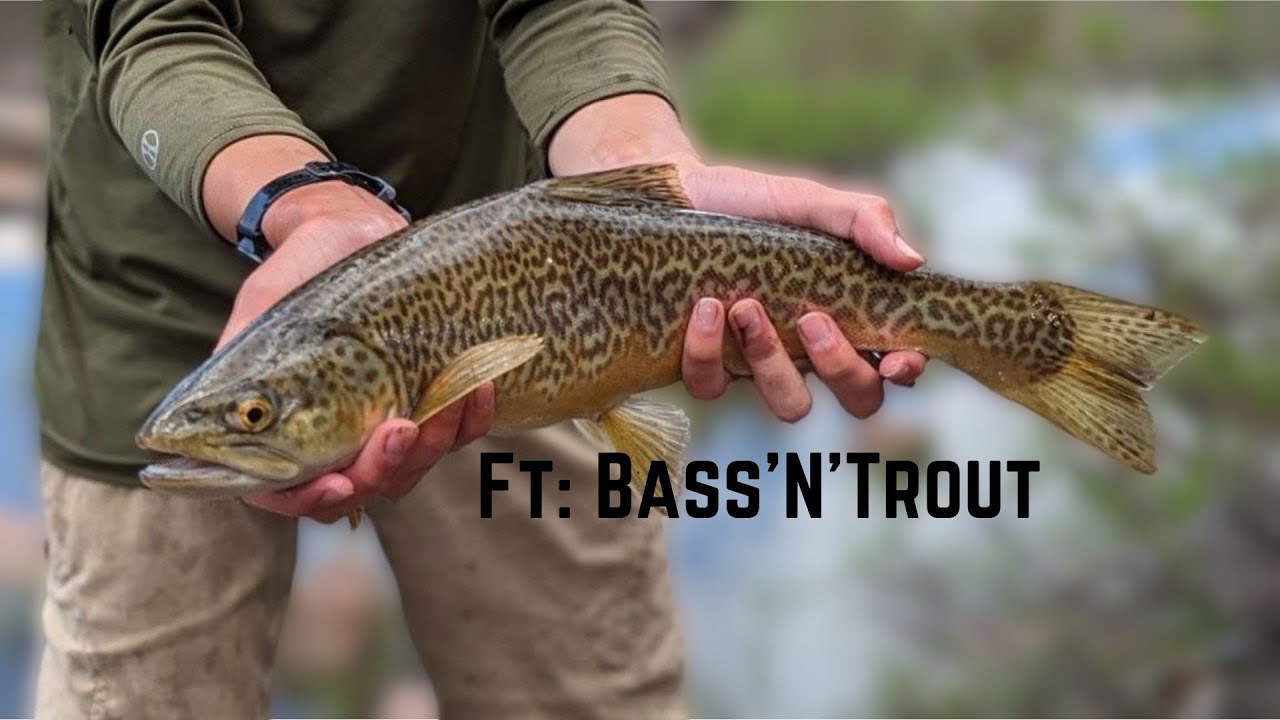Catching BROOK and TIGER TROUT In the HIGH ALTITUDE Mountains! Ft: Bass ...