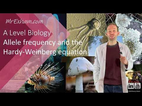 Hardy-Weinberg Equation and allele frequencies - A Level Biology - YouTube