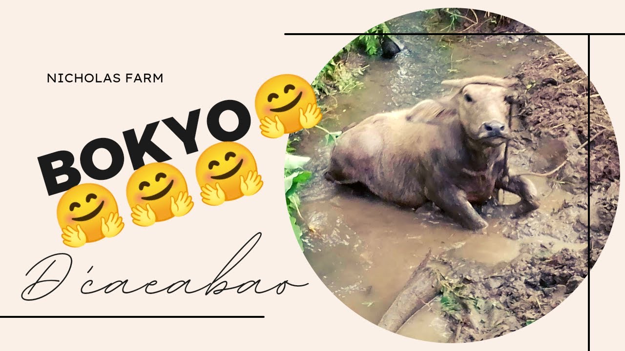 PHILIPPINE CARABAO(KALABAW) | ADDITIONAL FARM ANIMALS in NICHOLAS FARM ...