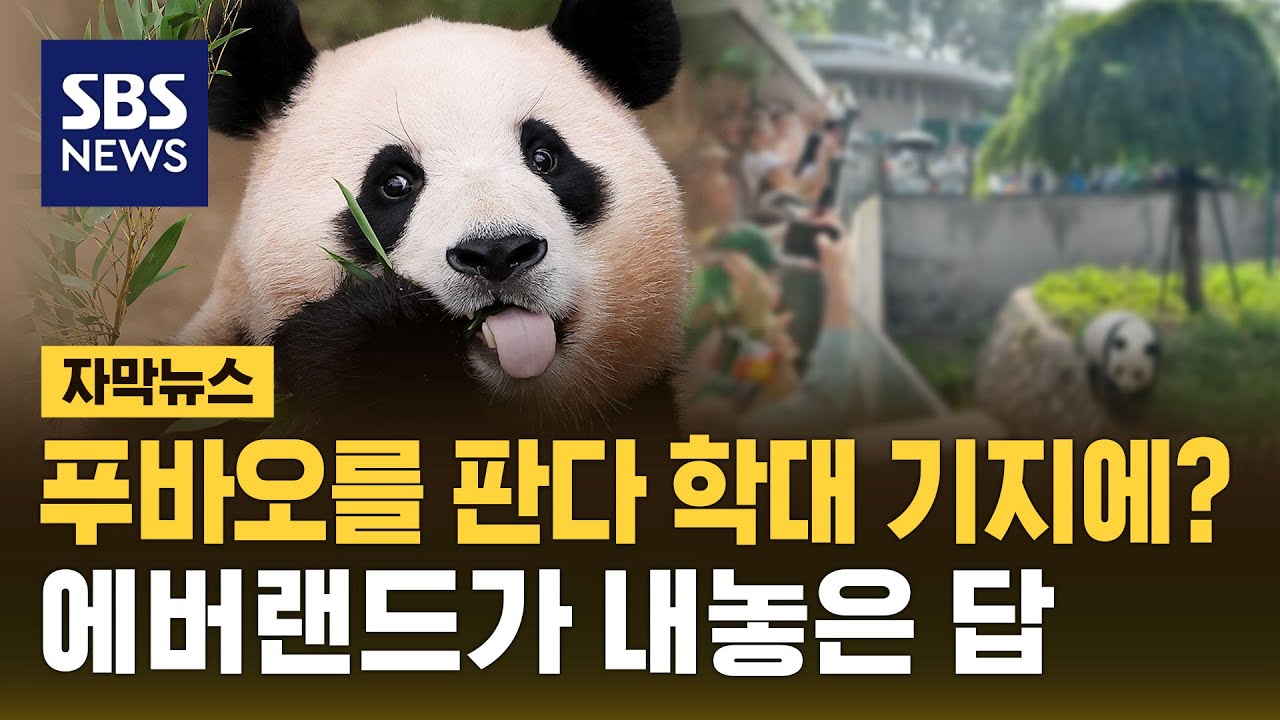 판다 푸바오 돌아갈 기지 학대 논란 에버랜드 사실무근 자막뉴스 Sbs Youtube