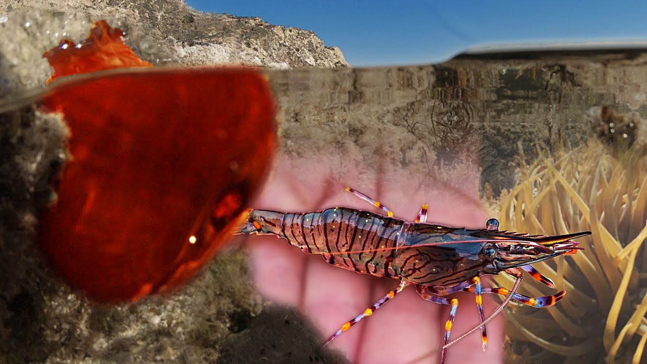 Finding AMAZING Sea Creatures In TIDE POOLS - YouTube