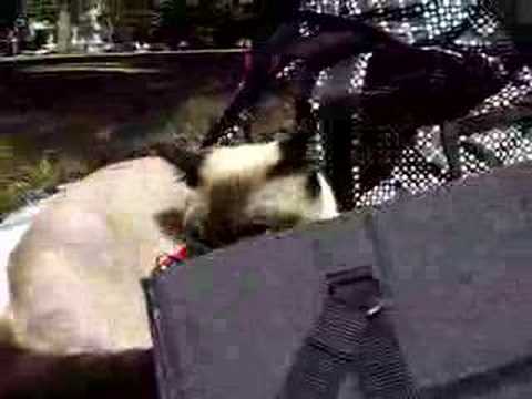 Chacha kitten had enough of outing at park