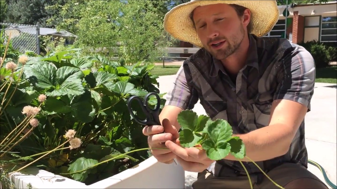 Trimming Strawberry Runners - YouTube