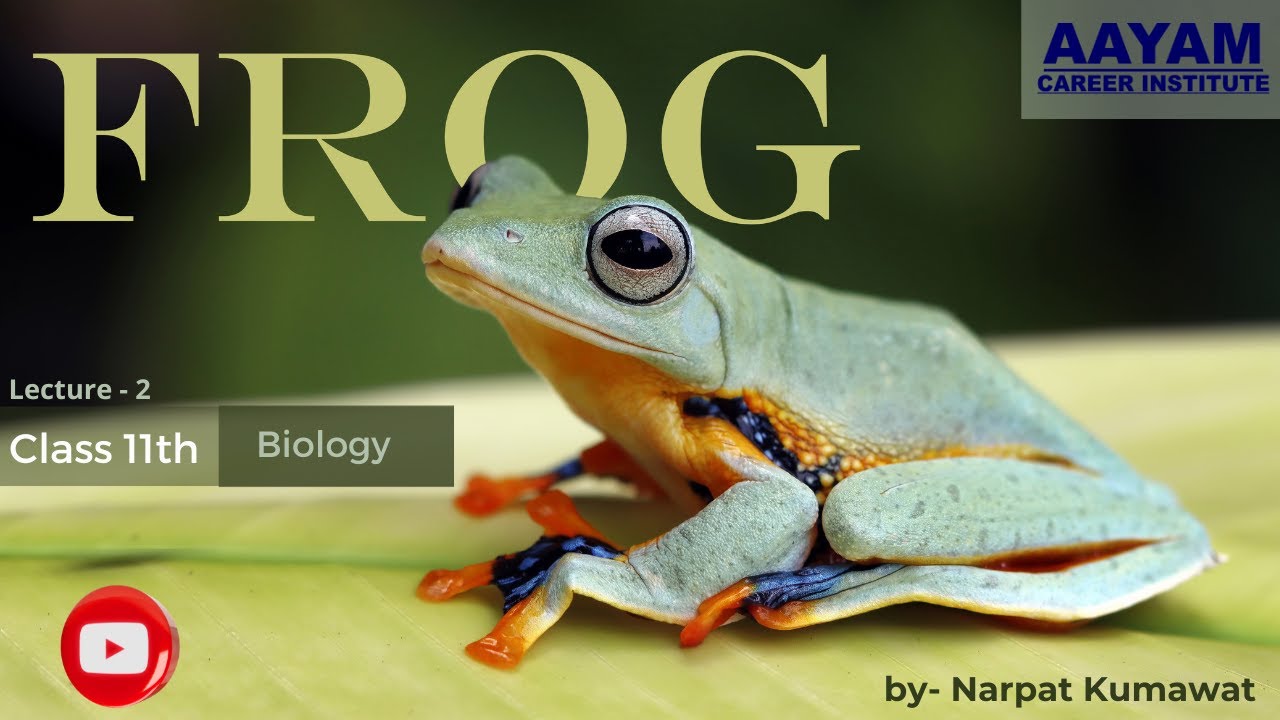 Frog | L-2| Biology 11th | NEET 2023-24 Structure Organisation In ...