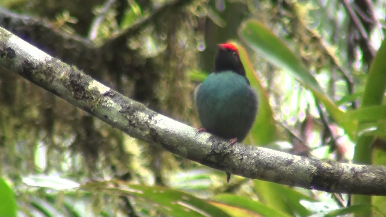 Blue Manakin - YouTube