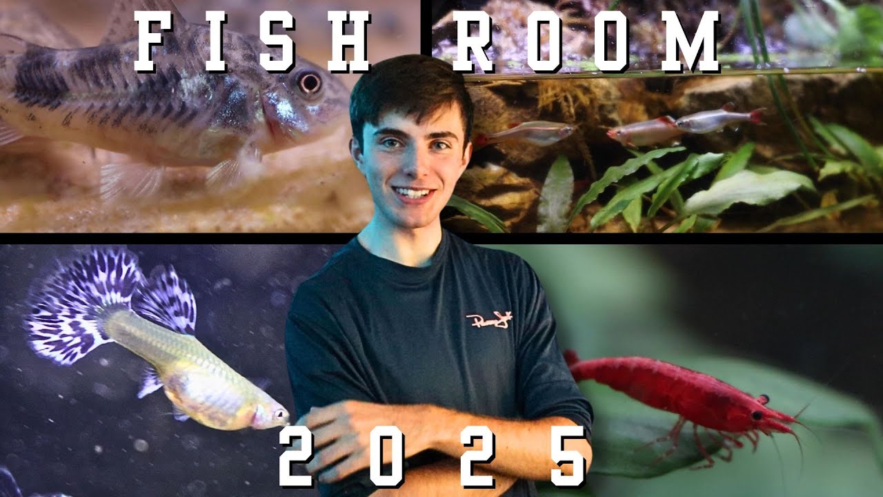 THE fish room tour of 2025 - YouTube